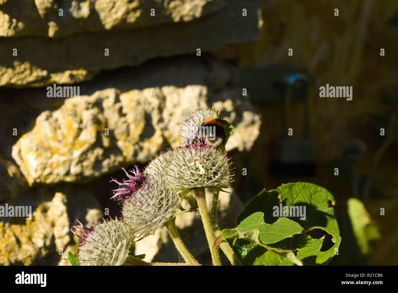 Insect climbing a wall hi-res stock photography and images - Alamy
