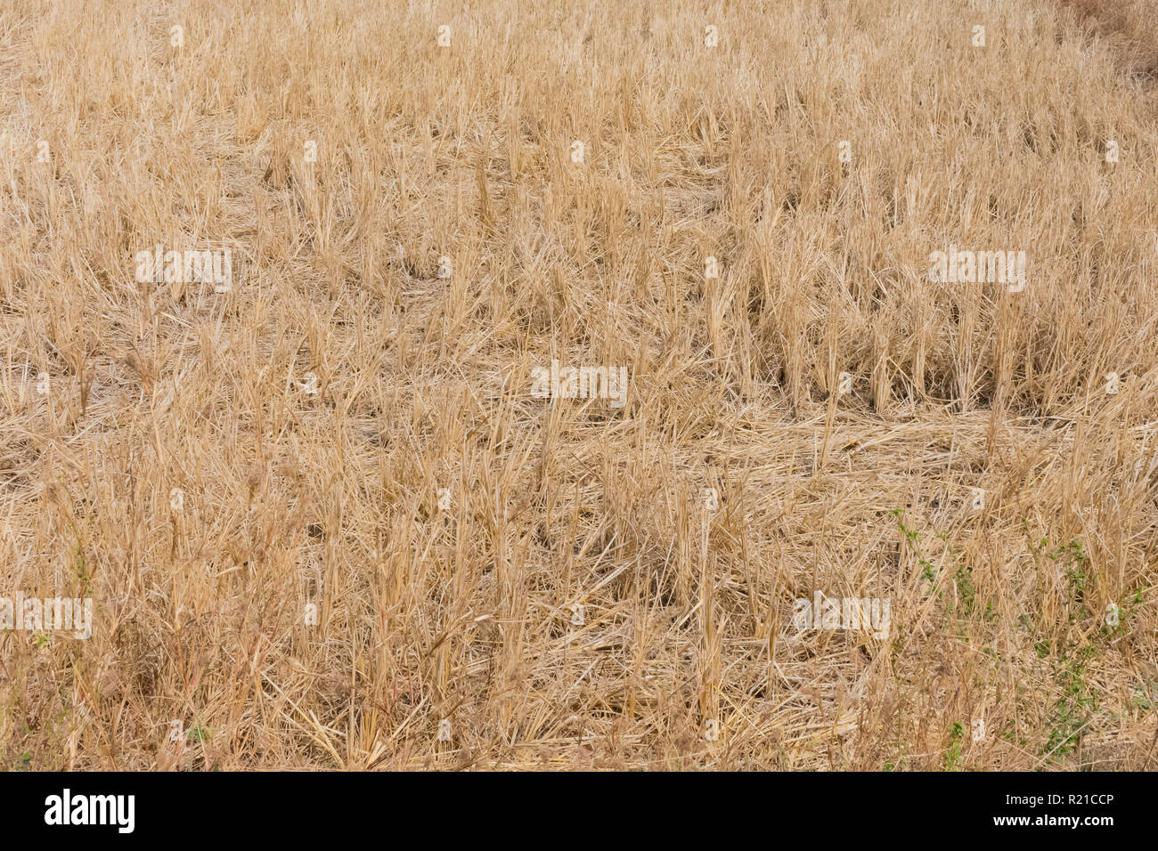 Indian paddy straw at close view looking awesome in a indian paddy ...