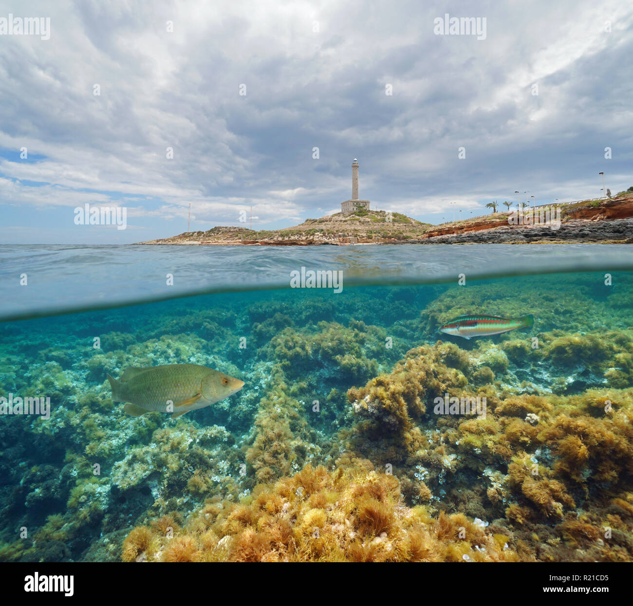 Aquatic split level view hi-res stock photography and images - Alamy