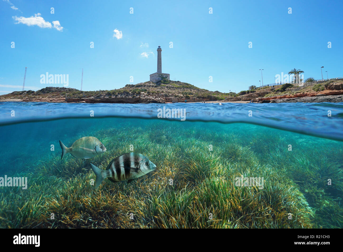 Coastline with a lighthouse at Cabo de Palos in Spain and grassy seabed ...