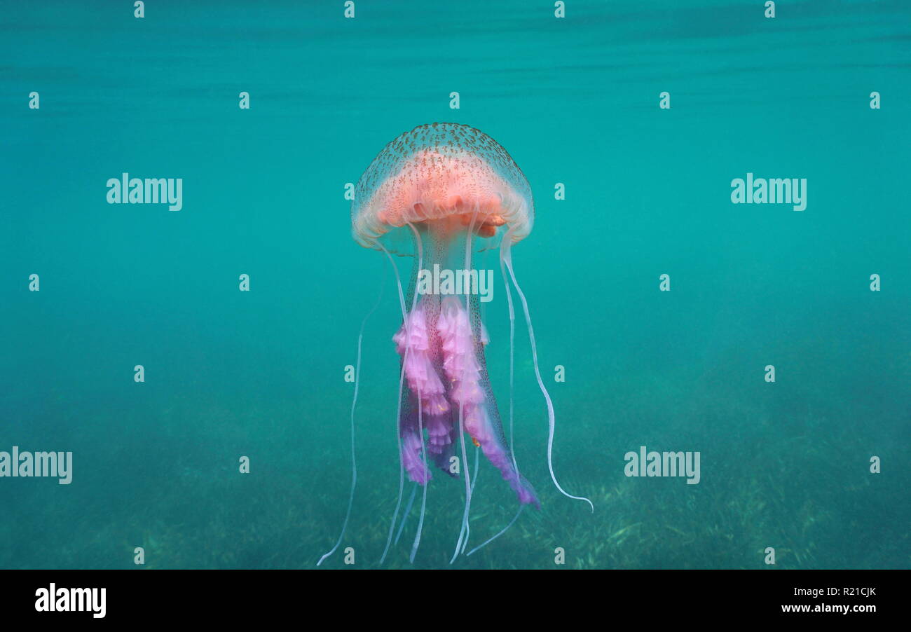 Mauve stinger jellyfish hi-res stock photography and images - Alamy
