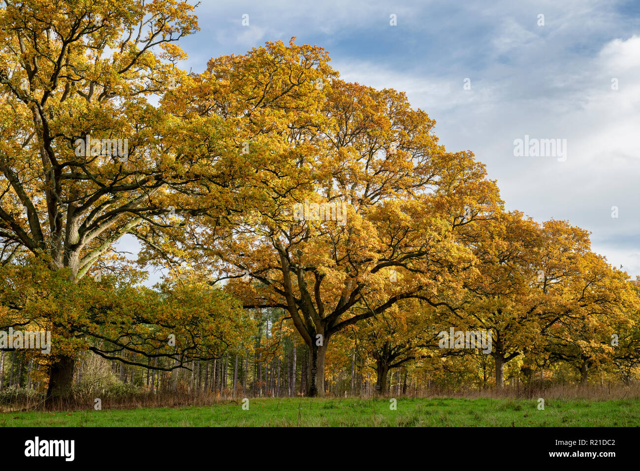 Quercus robur. Autumn Oak trees in Blenheim park, Woodstock ...