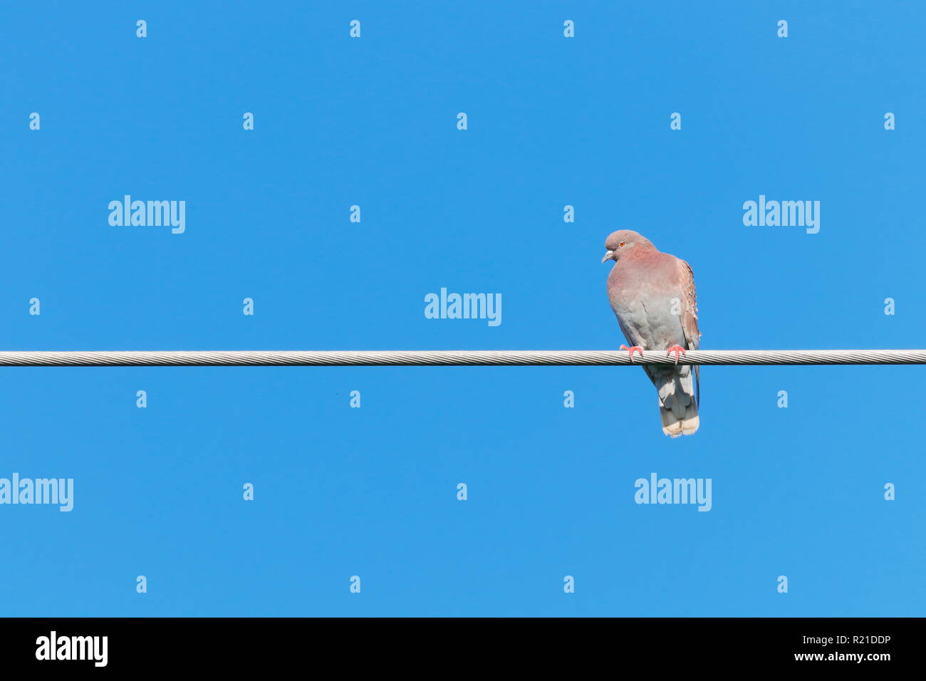 Pigeons on a wire hi-res stock photography and images - Alamy