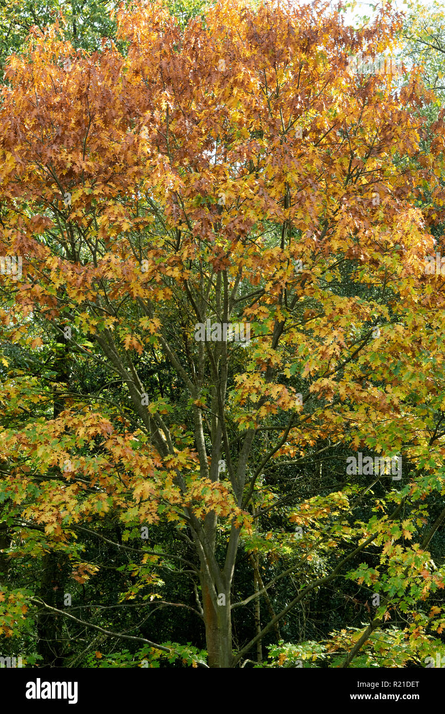 Quercus robur. Autumn Oak tree Stock Photo - Alamy