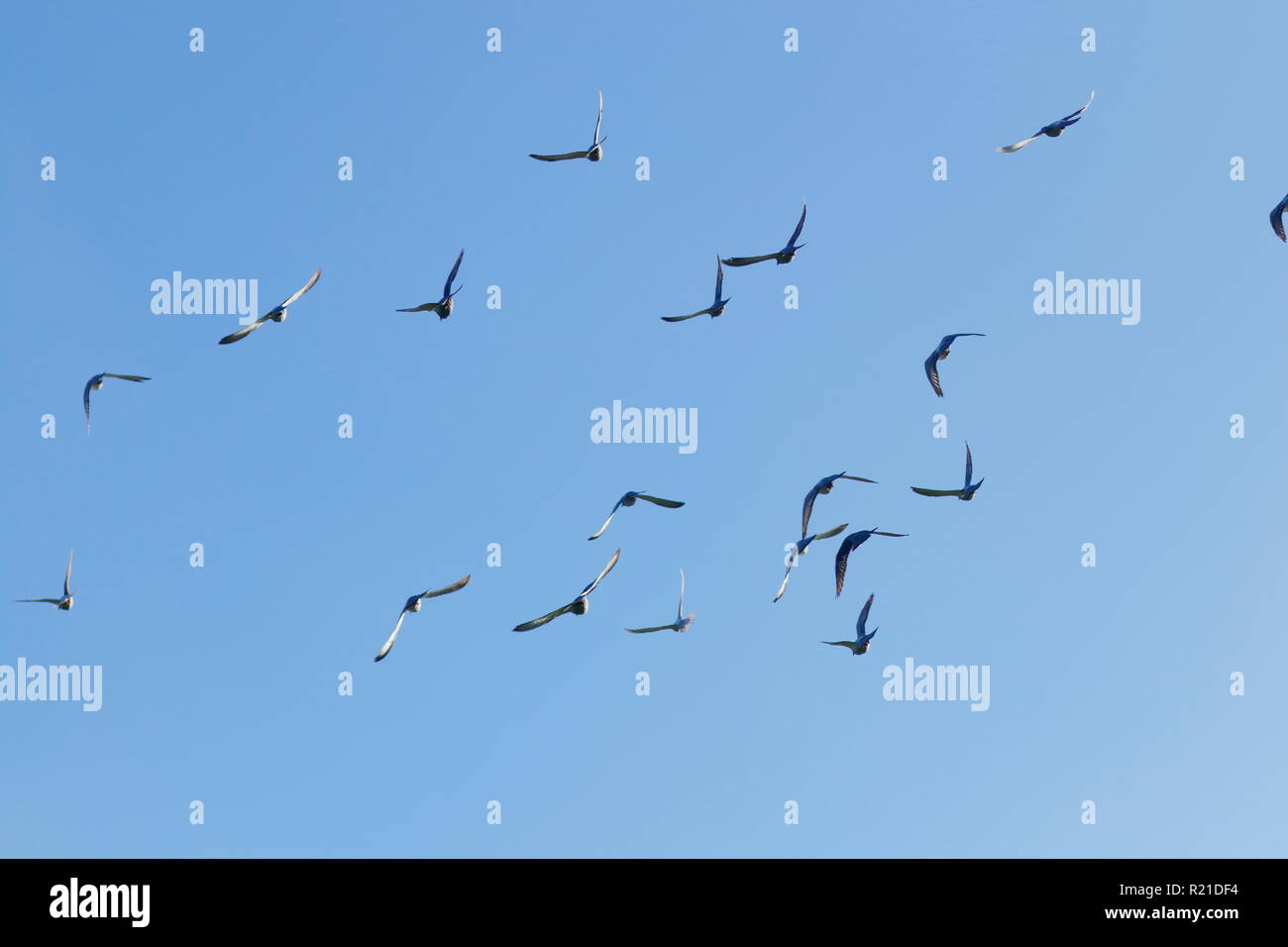 A flock of Feral Pigeons flying around SWillington Stock Photo - Alamy