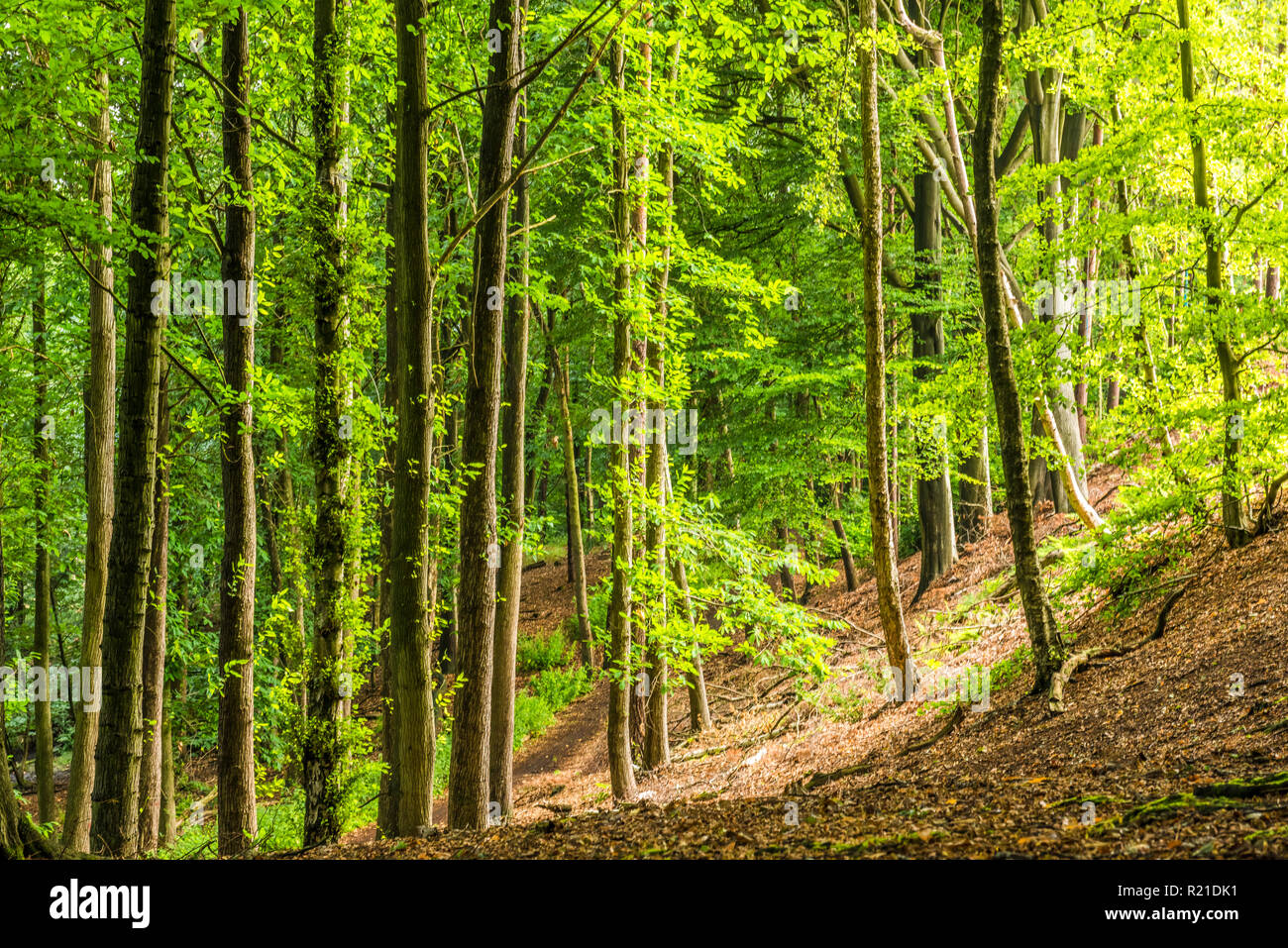 Greensand hi-res stock photography and images - Alamy