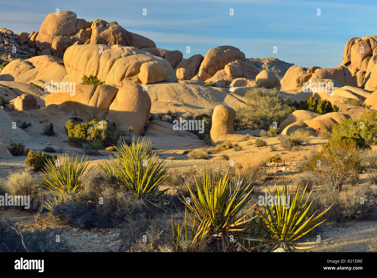 Desert plant adaptations hi-res stock photography and images - Alamy