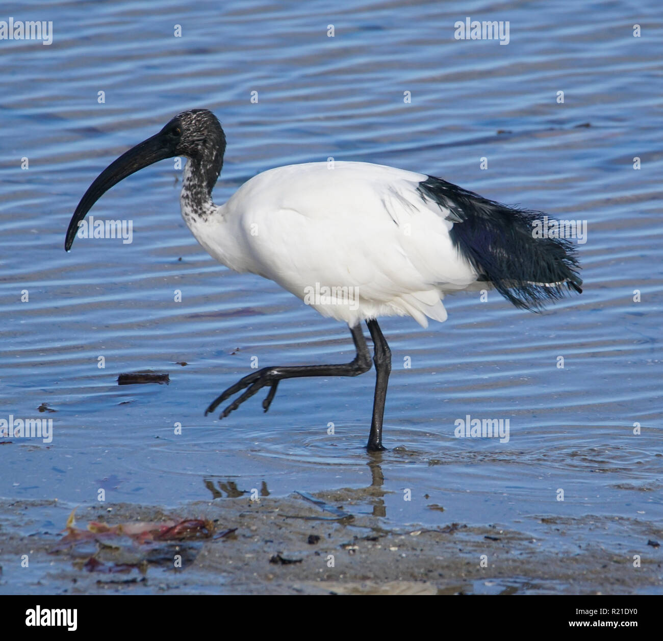 African sacred ibis hi-res stock photography and images - Alamy