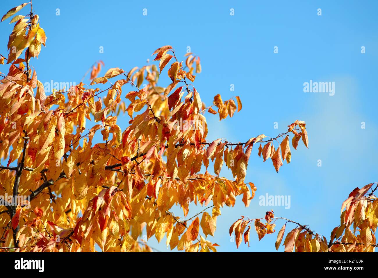 Autumn cherry tree hi-res stock photography and images - Alamy