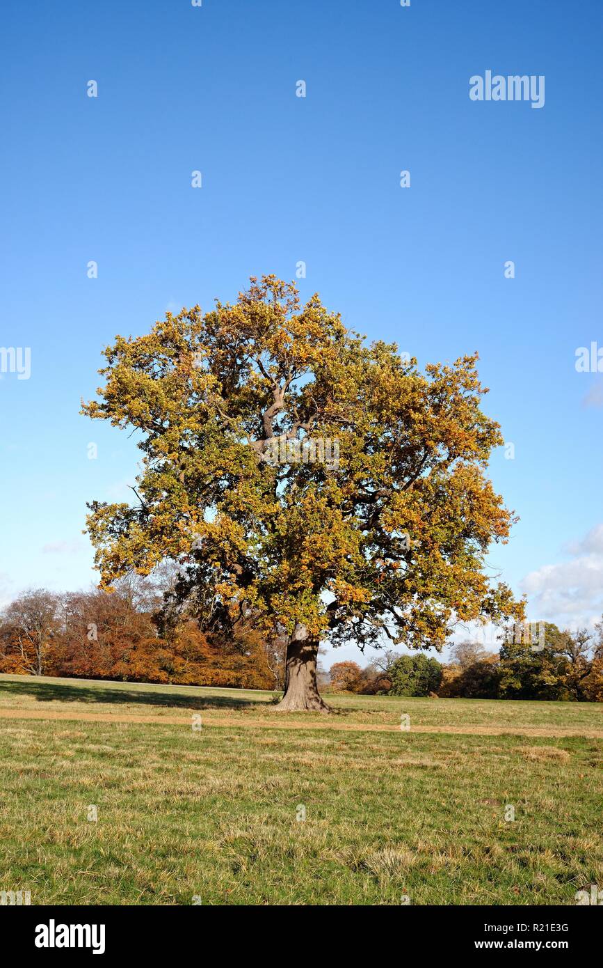 English Oak, Quercus Robur, trees in autumn colours Windsor Great Park ...
