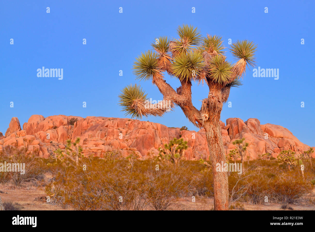 Desert plant adaptations hi-res stock photography and images - Alamy