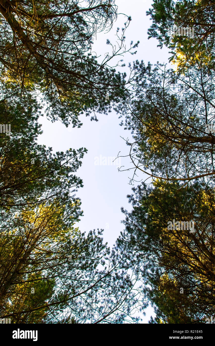 Looking up through trees hi-res stock photography and images - Alamy