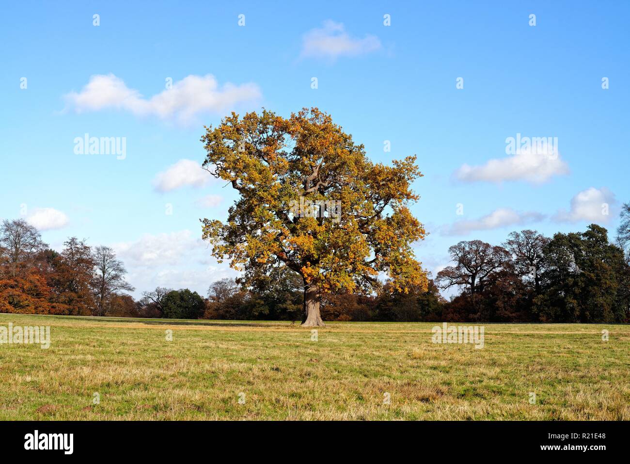 English Oak, Quercus Robur, trees in autumn colours Windsor Great Park ...