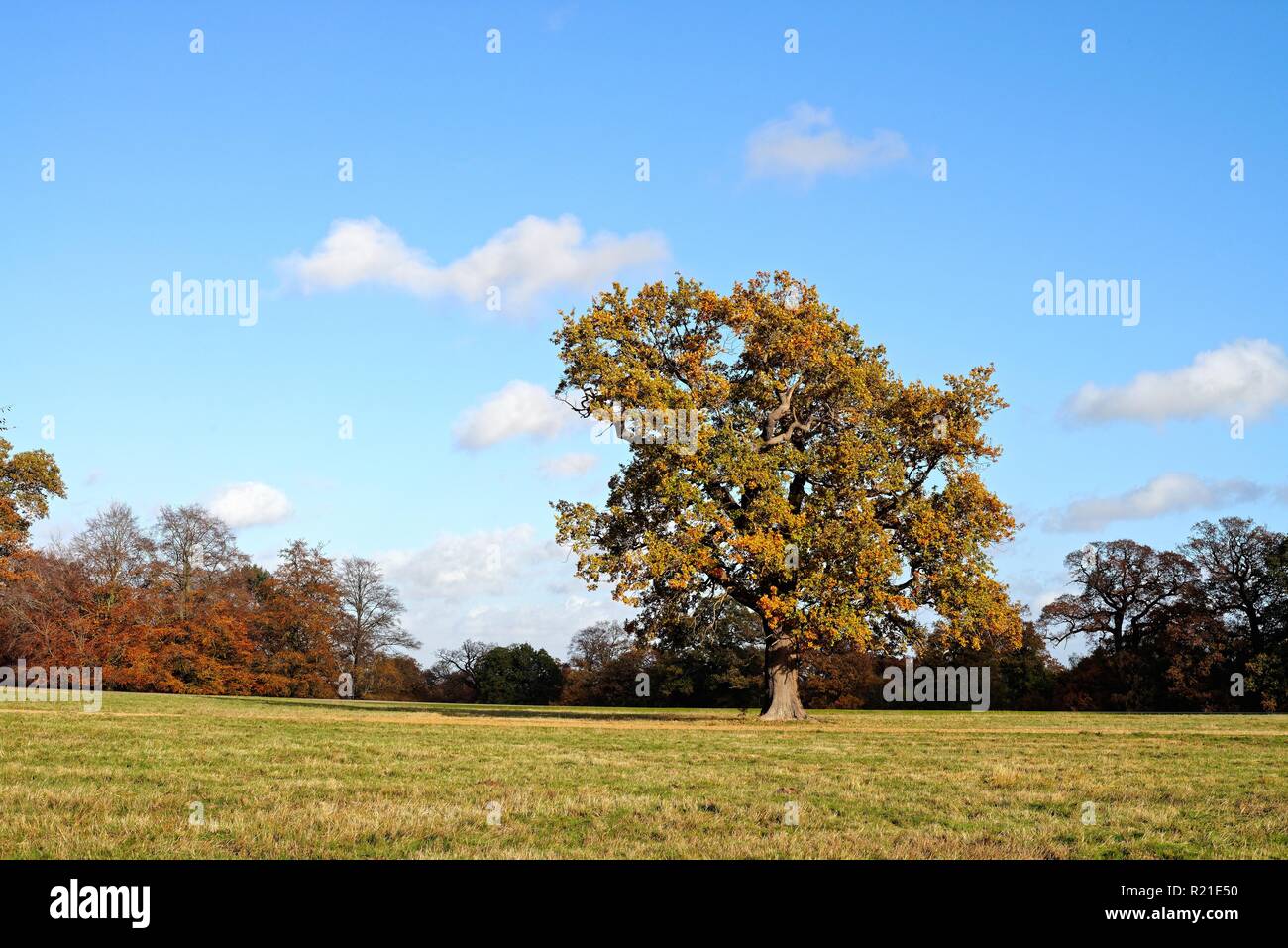 English oak quercus robur uk hi-res stock photography and images - Alamy