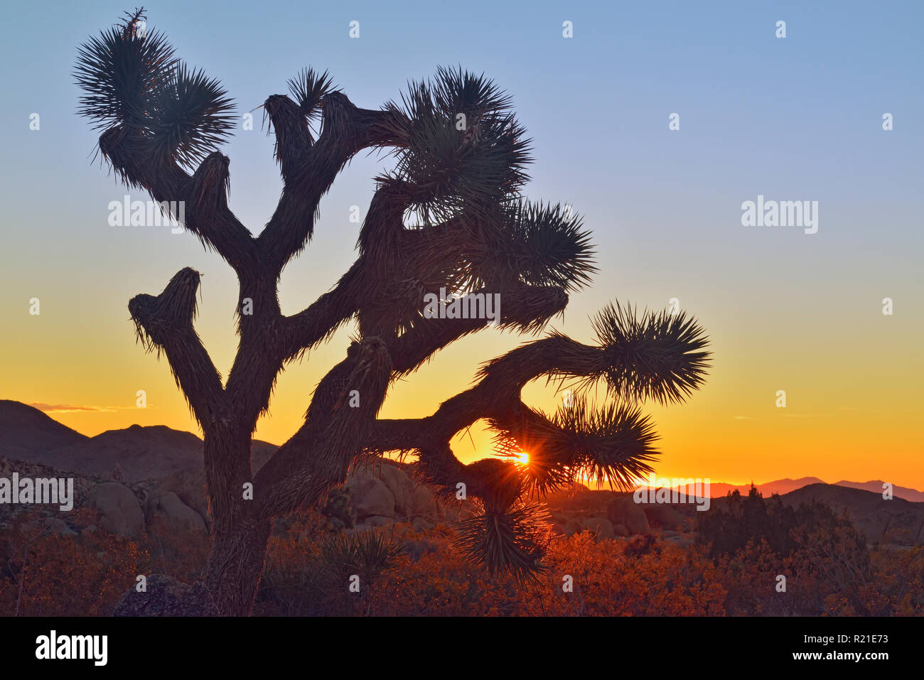 Desert Plant Adaptations High Resolution Stock Photography and Images ...