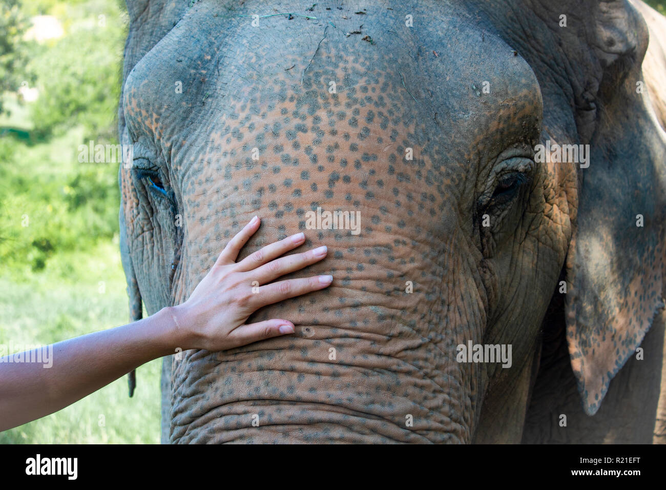 Animal trunk hi-res stock photography and images - Alamy