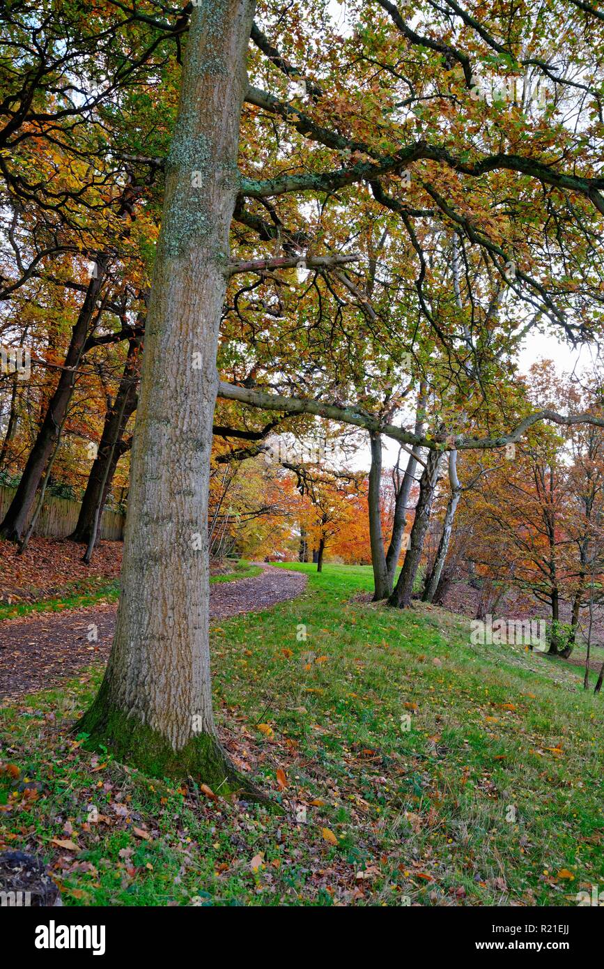 Colourful autumn landscape in Windsor Great Park, Berkshire England UK ...
