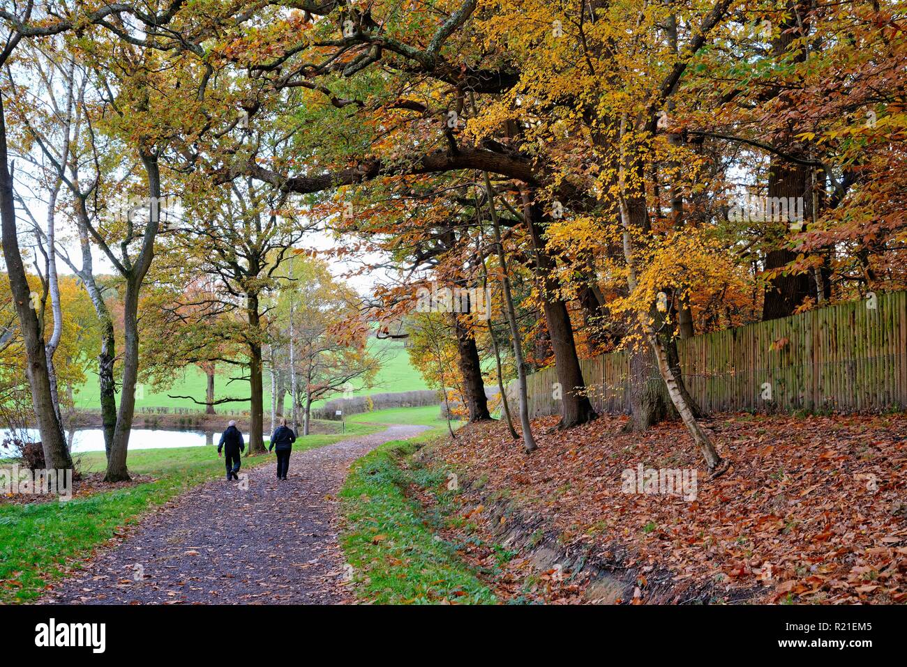 Colourful autumn landscape in Windsor Great Park with couple walking on ...