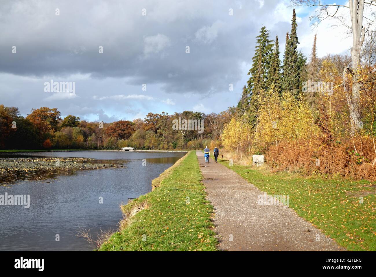 Cow Pond Windsor Great Park Berkshire England UK Stock Photo - Alamy