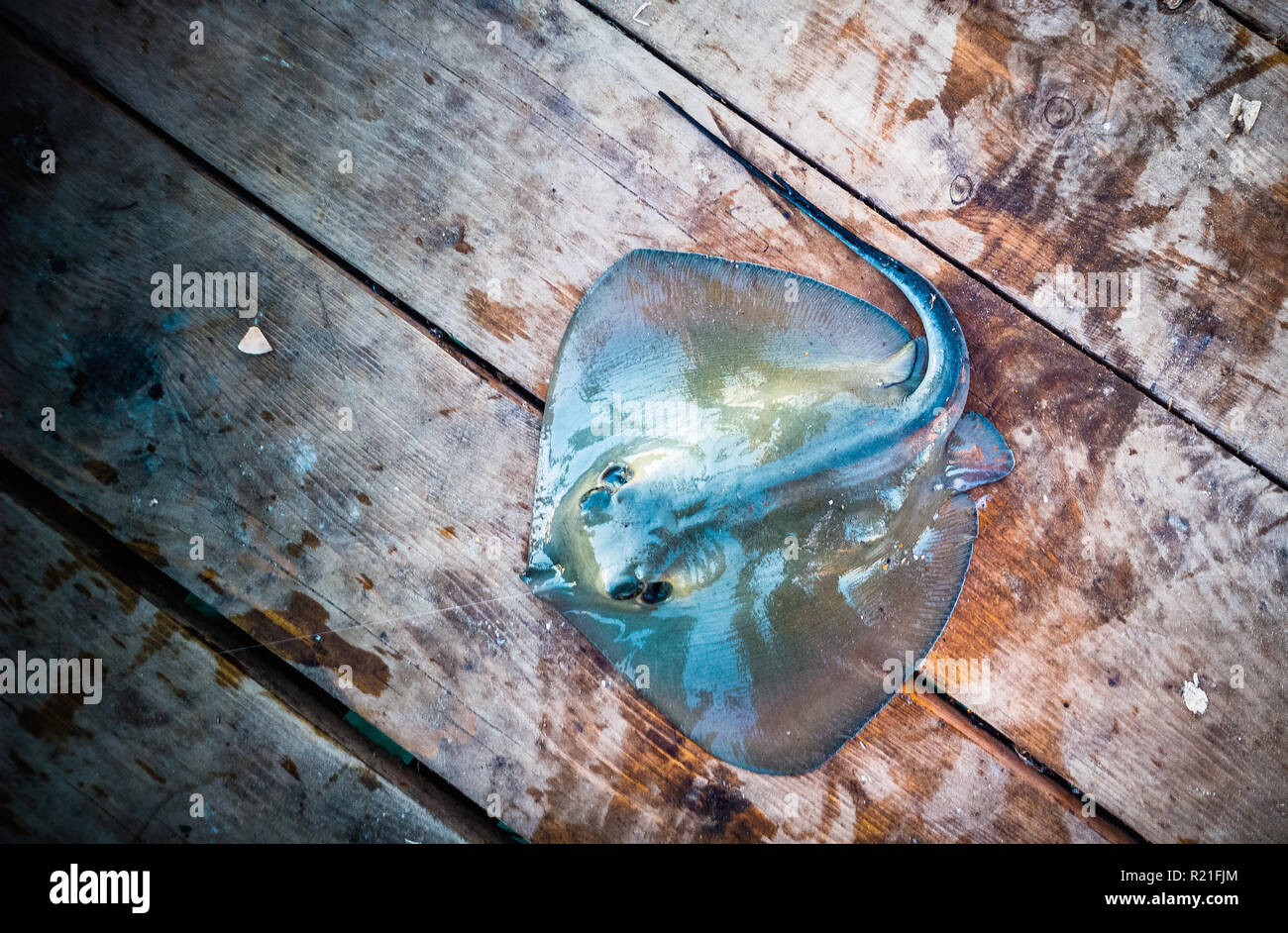 Scary stingray hi-res stock photography and images - Alamy