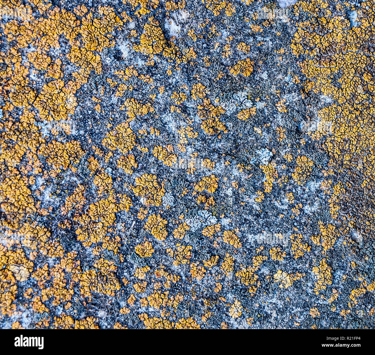 Biofouling hi-res stock photography and images - Alamy