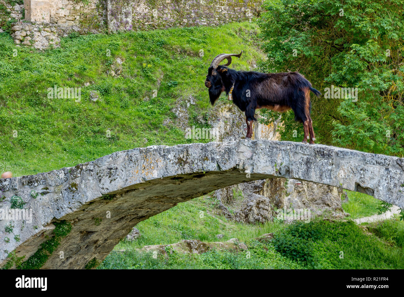 the goat on stone bridge Stock Photo - Alamy