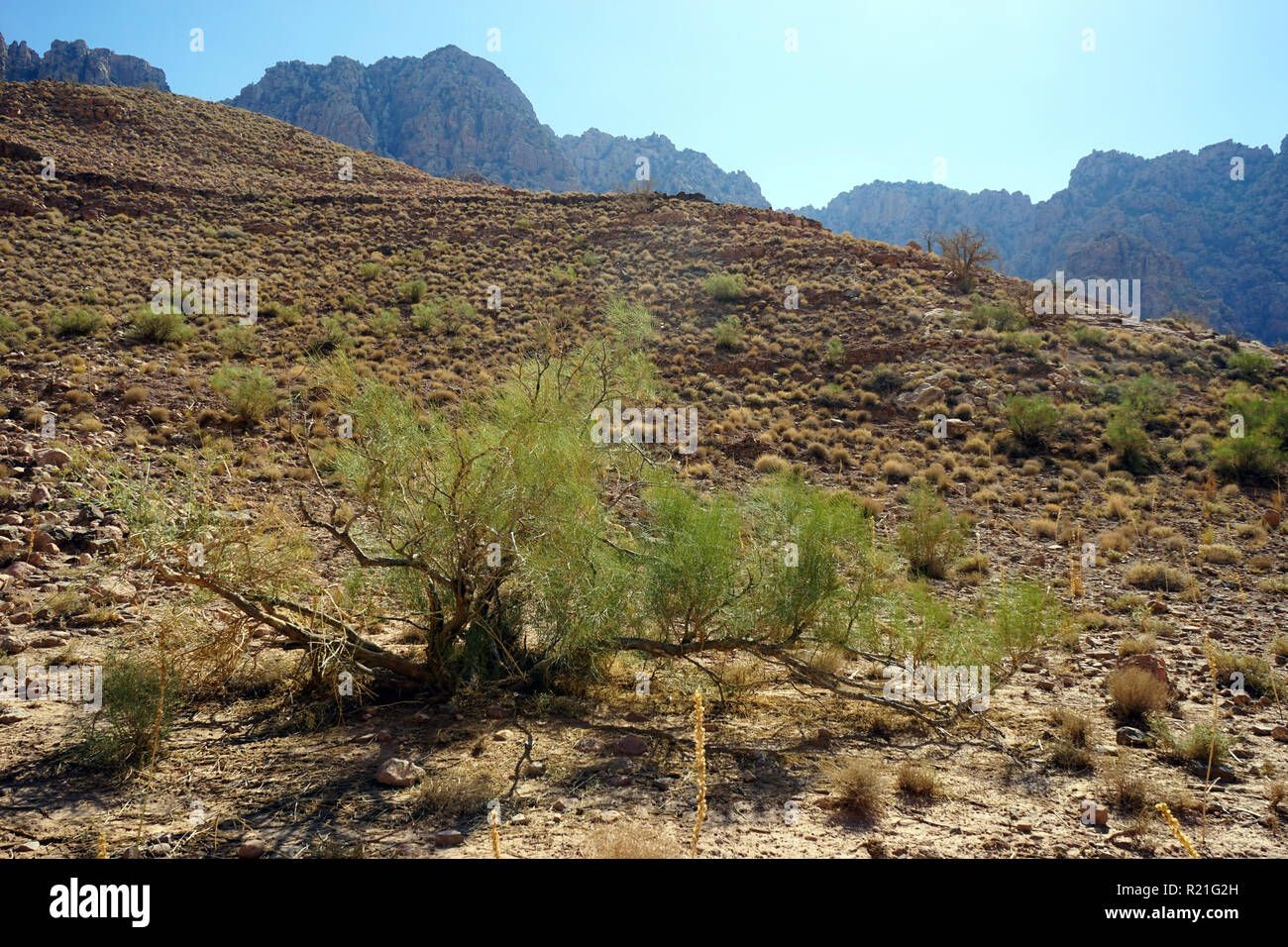 Green bush in Dana national park, Jordan Stock Photo - Alamy