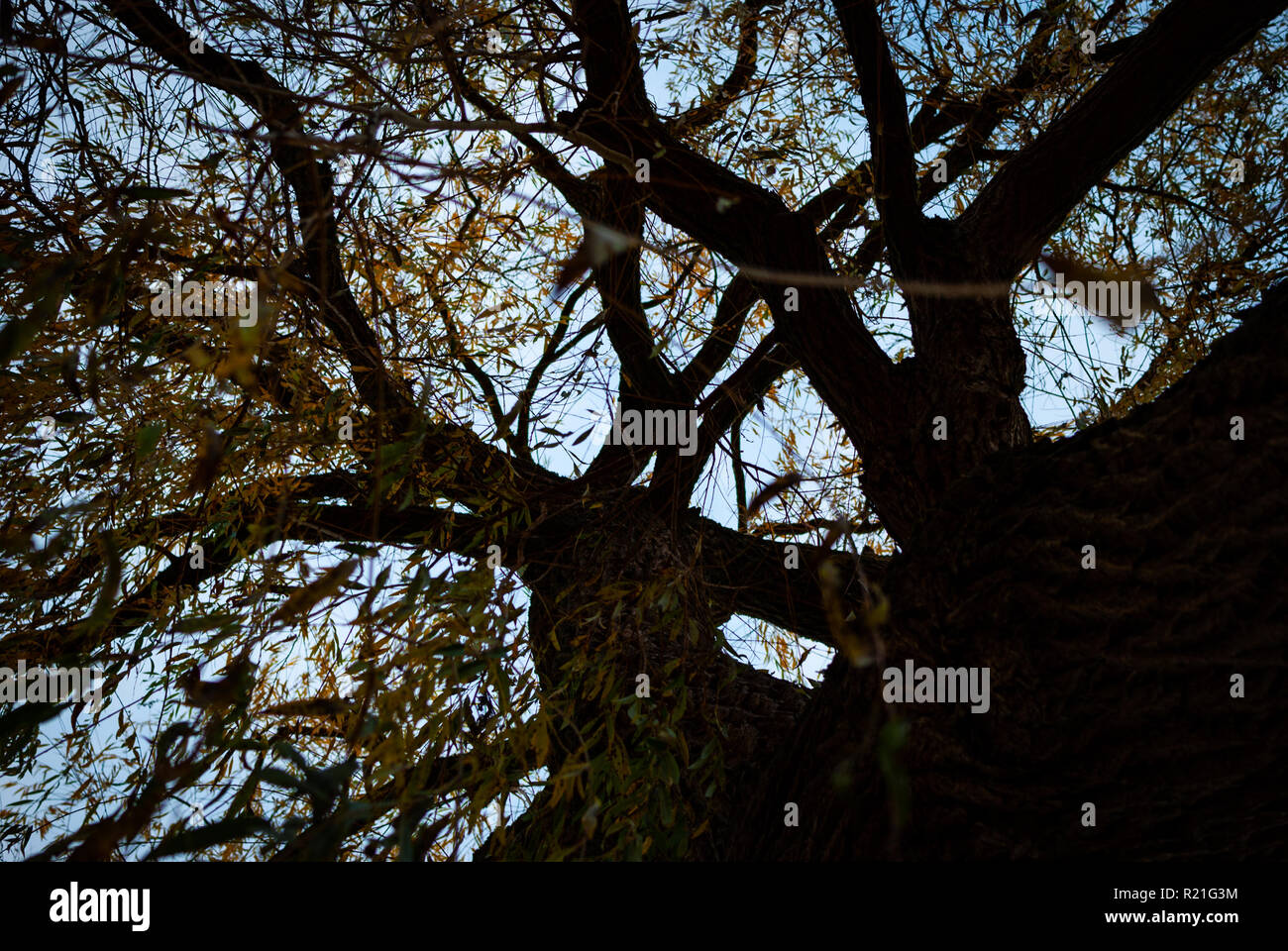 Big single beech tree autumn hi-res stock photography and images - Alamy