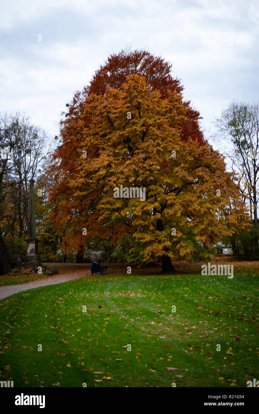 Single big beech tree autumn hi-res stock photography and images - Alamy