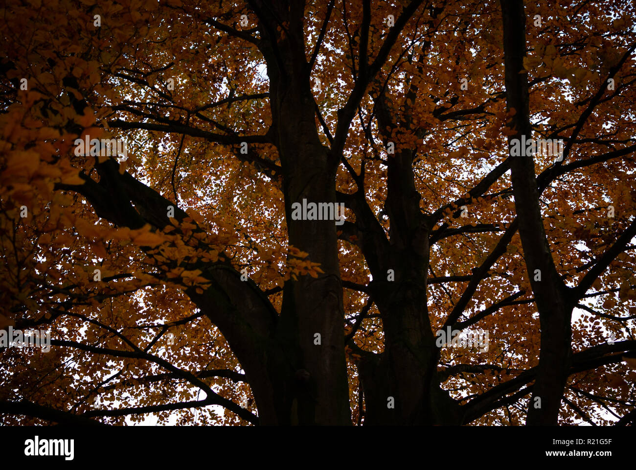Black trees with colorful red orange leaves in autumn Stock Photo - Alamy