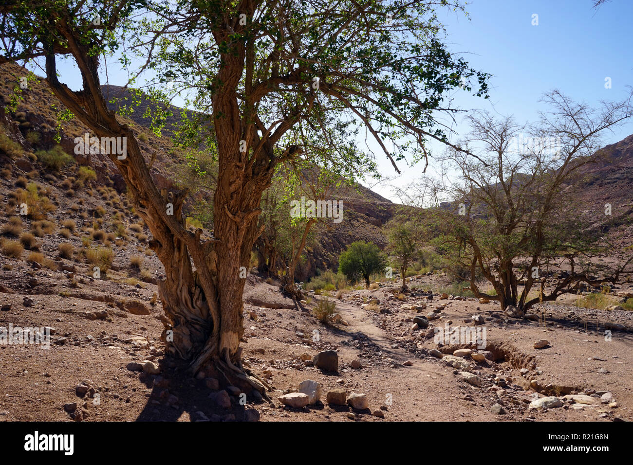 Acacia slope hi-res stock photography and images - Alamy