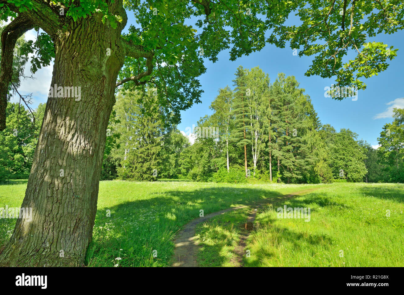 Sunny landscape in the forest.Colorful views of nature with green ...
