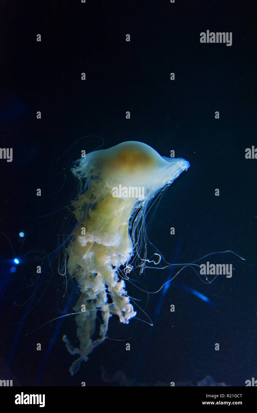 Japanese sea nettles hi-res stock photography and images - Alamy