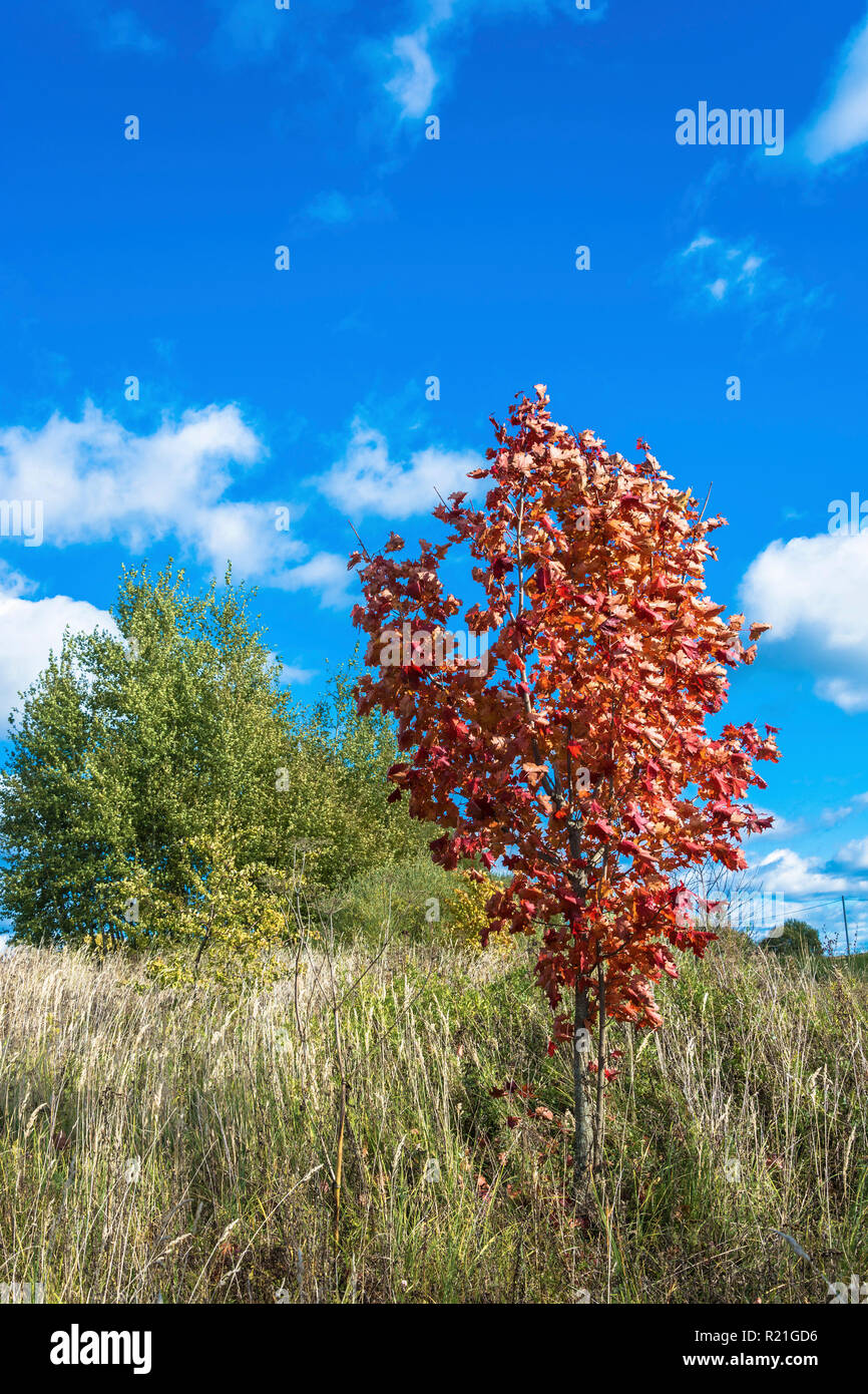 Young red maple on a background of green trees and blue sky with clouds ...