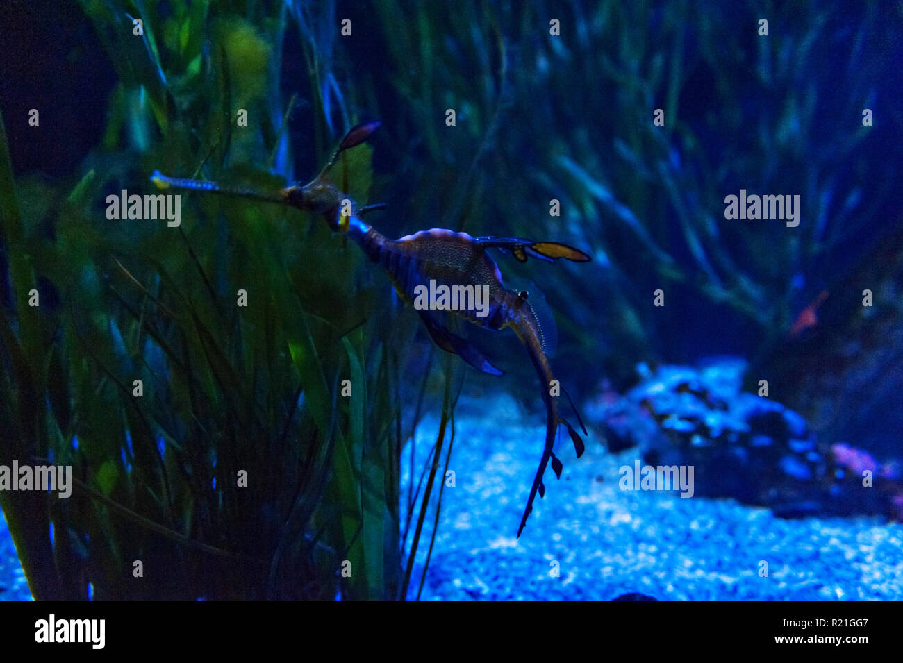 Dragonfish hi-res stock photography and images - Alamy