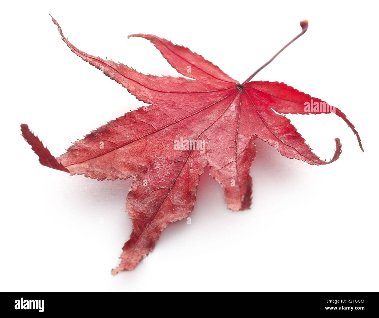 Red fall leaf isolated over white background Stock Photo - Alamy