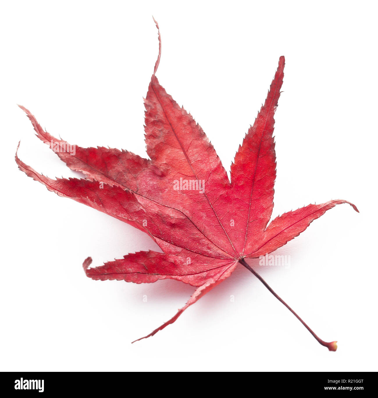 Red fall leaf isolated over white background Stock Photo - Alamy