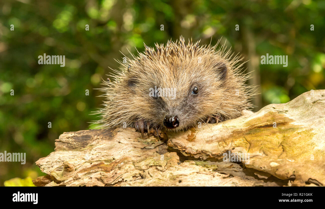 Hedgehog Face High Resolution Stock Photography and Images - Alamy