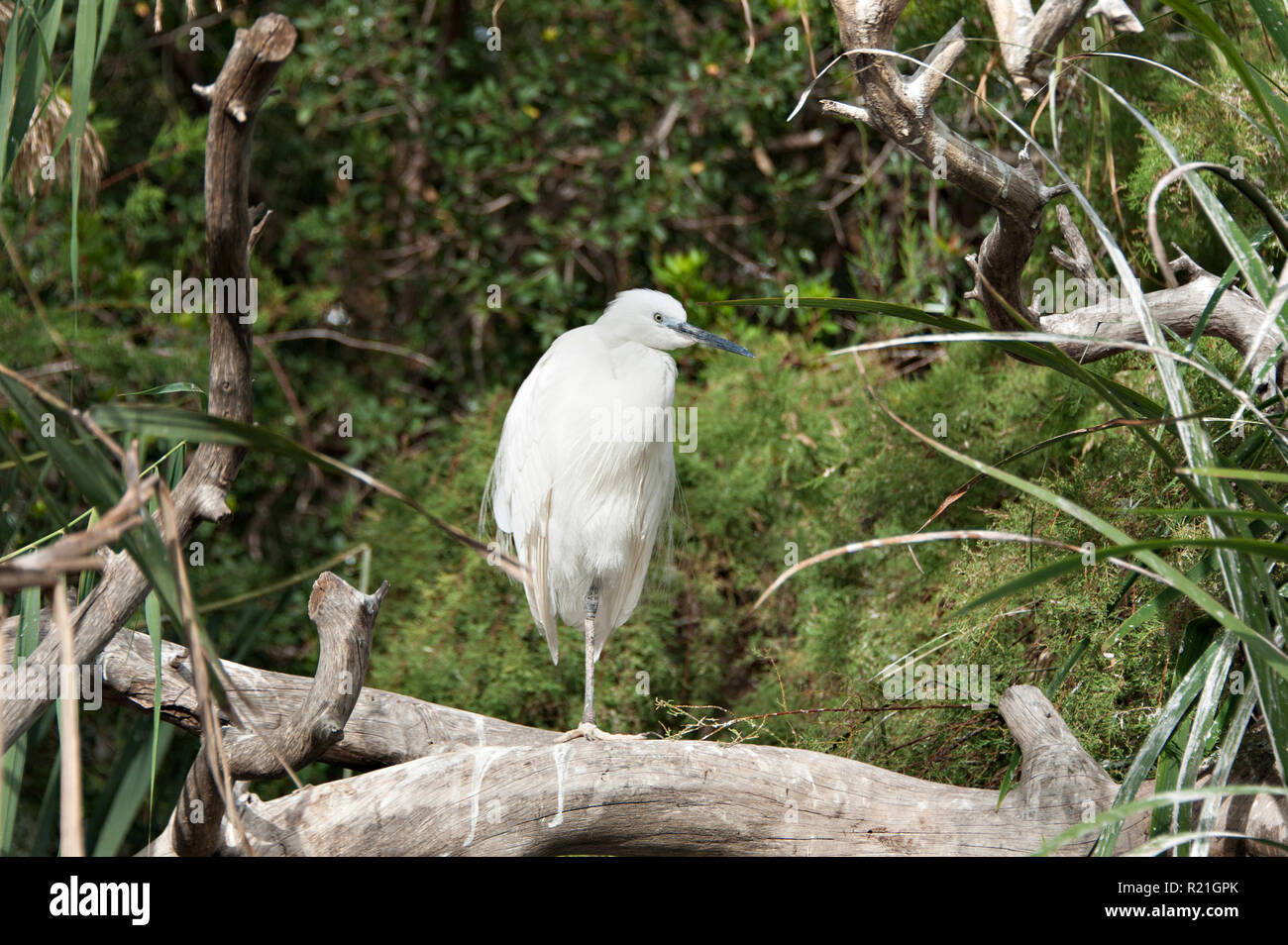 Aviary oceanografic city arts sciences hi-res stock photography and ...