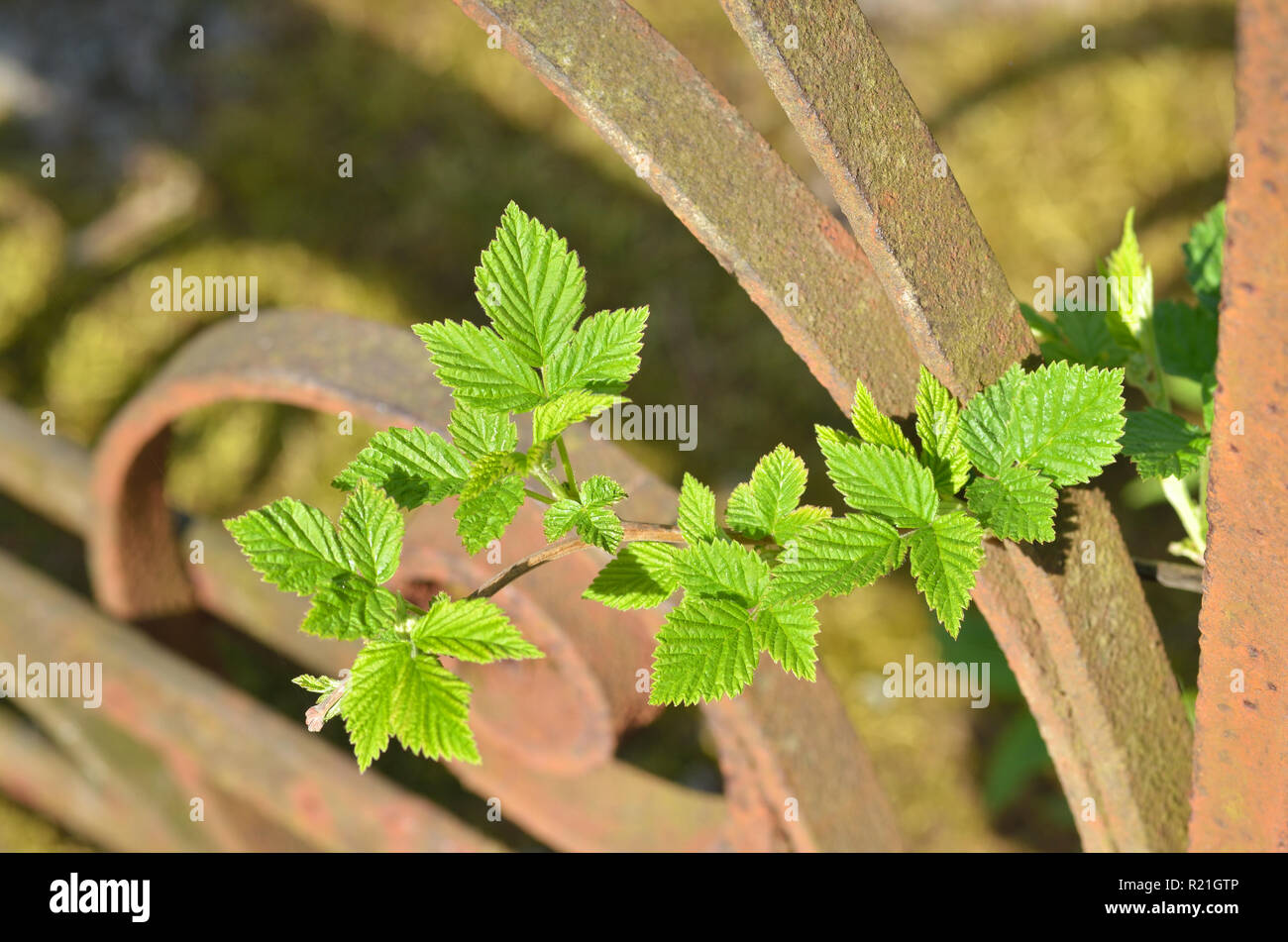 Raspberry plant fence hi-res stock photography and images - Alamy