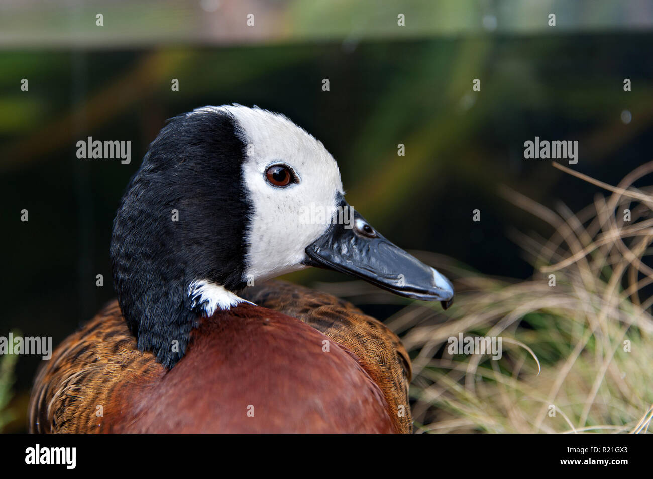 Ruddy duck uk hi-res stock photography and images - Alamy