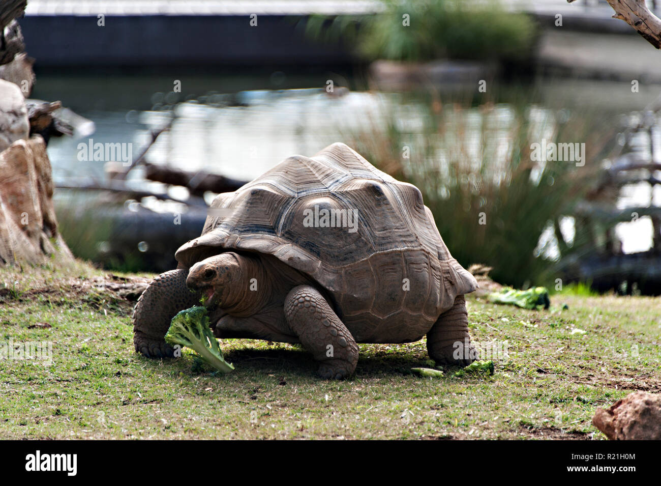 A Giant tortoise eating in its captive environment at Oceanografic ...