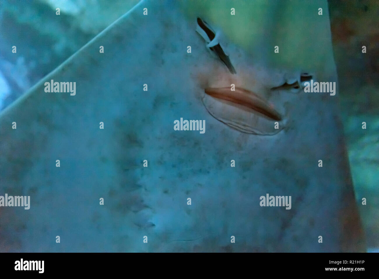 Stingray face hi-res stock photography and images - Alamy