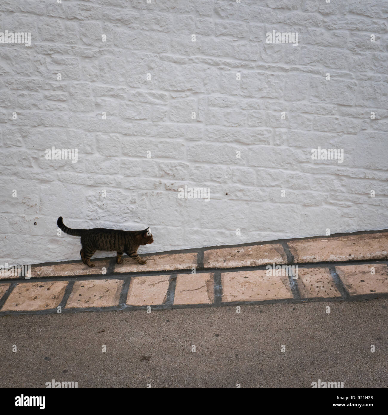 Animal pathway hi-res stock photography and images - Alamy