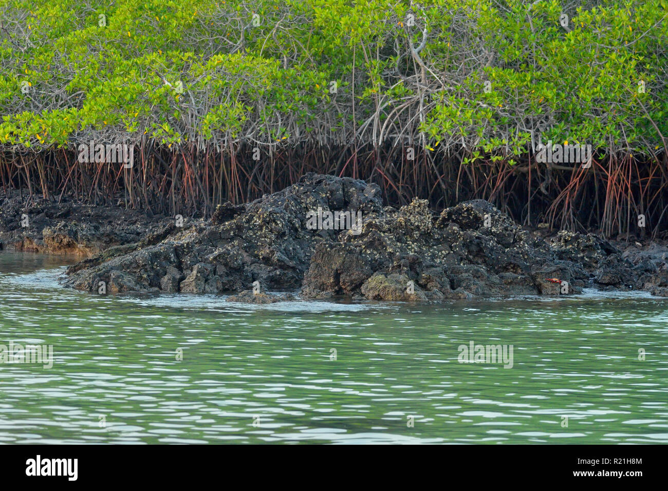 Mangroves and Black Turtle Cove, Galapagos Islands National Park, Santa ...