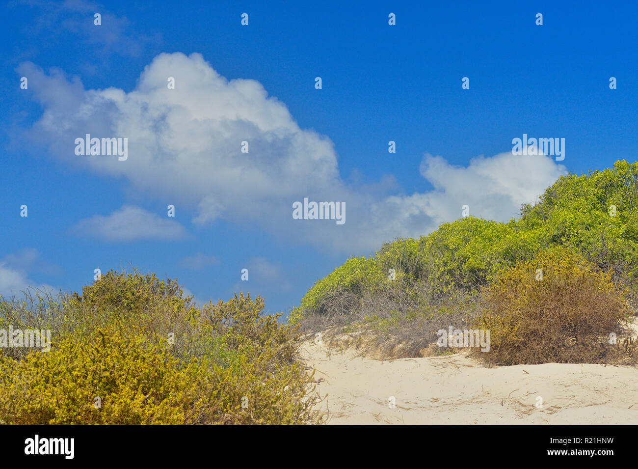 Punta Cormorant beach dunes, Galapagos Islands National Park, Floreana ...