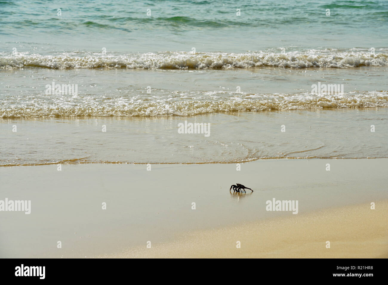 Punta Cormorant Beach and Sally Lightfoot crab, Galapagos Islands ...