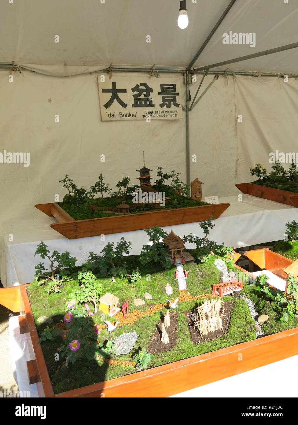 The Japanese art of chrysanthemum bonsai growing - the October 2018 ...