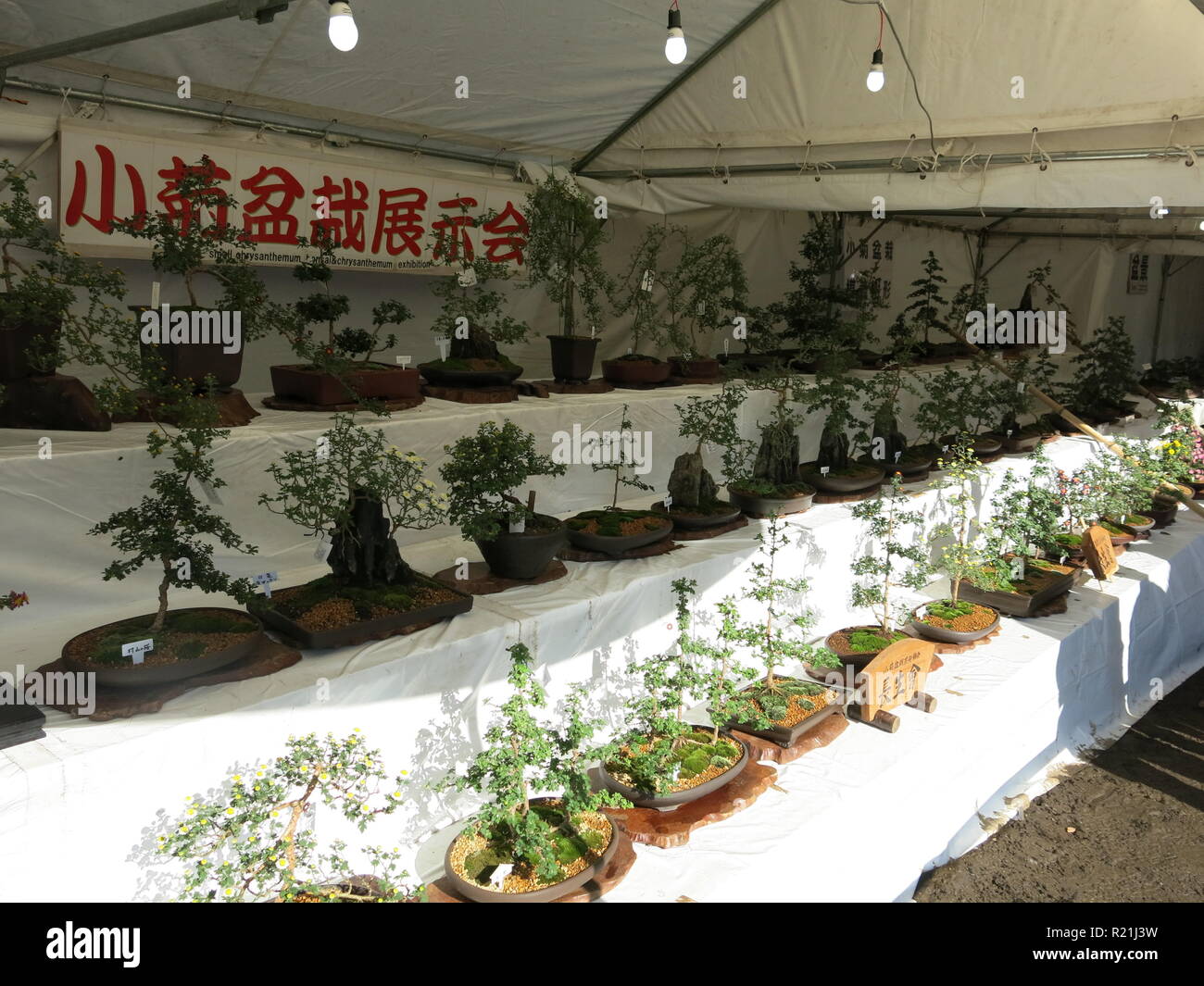 The Japanese art of chrysanthemum bonsai growing - the October 2018 ...