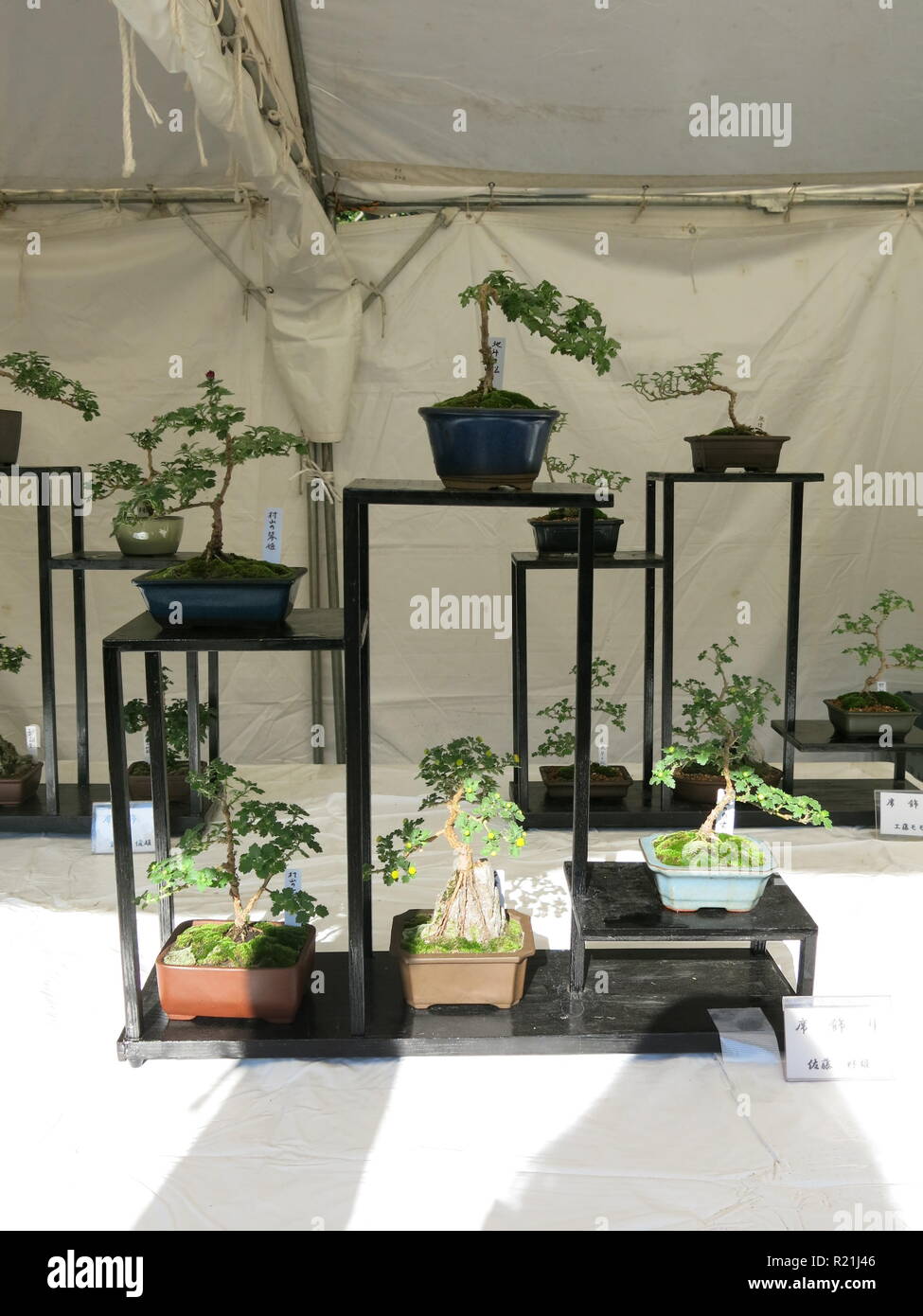 The Japanese art of chrysanthemum bonsai growing - the October 2018 ...